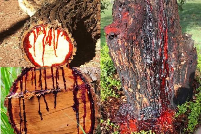 Dragon Blood Tree: Everything You Need to Know About This Mysterious ...