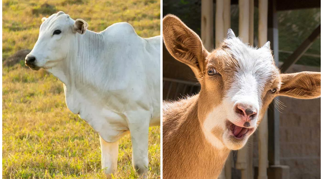 Goat Milk vs Cow Milk: What You Need to Know Before You Pour a Glass